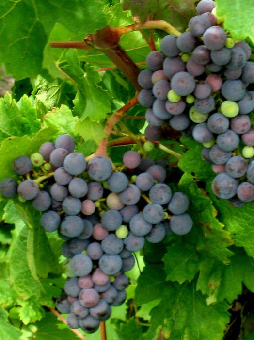 Tipos de uva- Cariñena :: Di-Vinum, Vinos de España